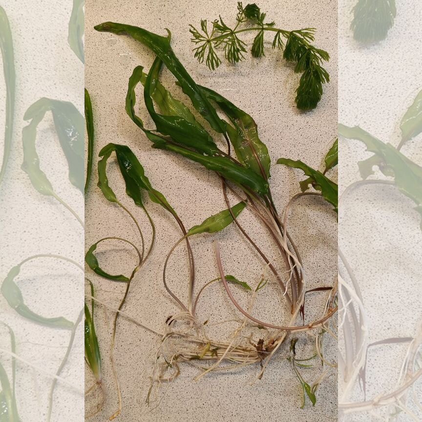 Аквариумное растение