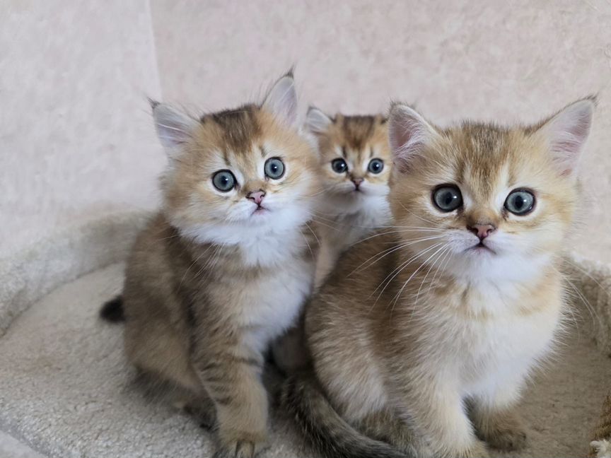 Кошка шиншилла