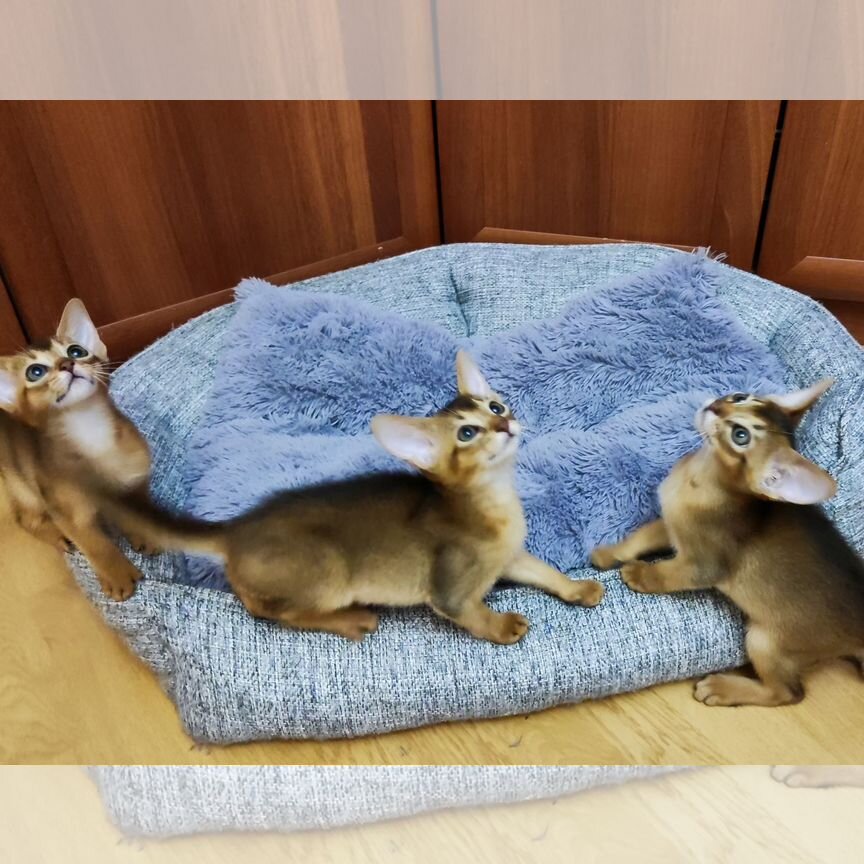 Абиссинские котята