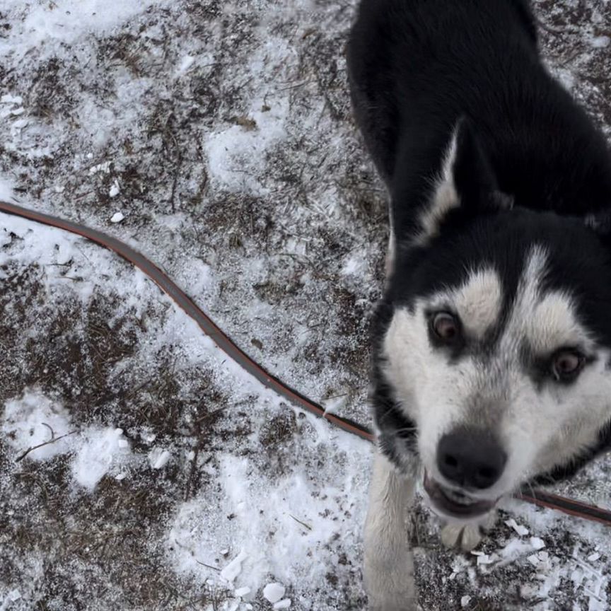 Сибирский хаски