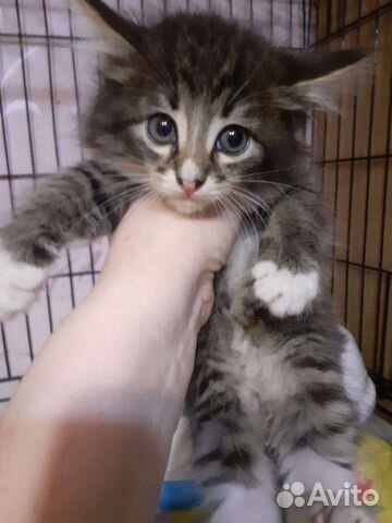 Котёнок