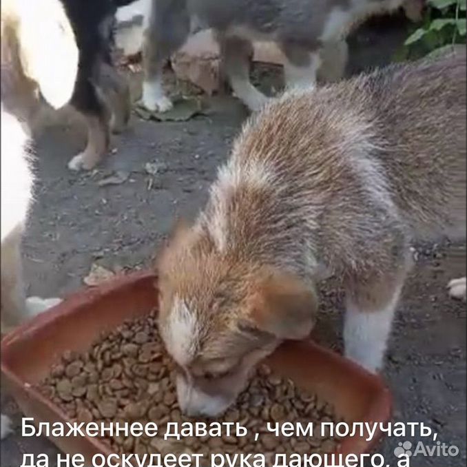 Отдаю шенка в добрые руки