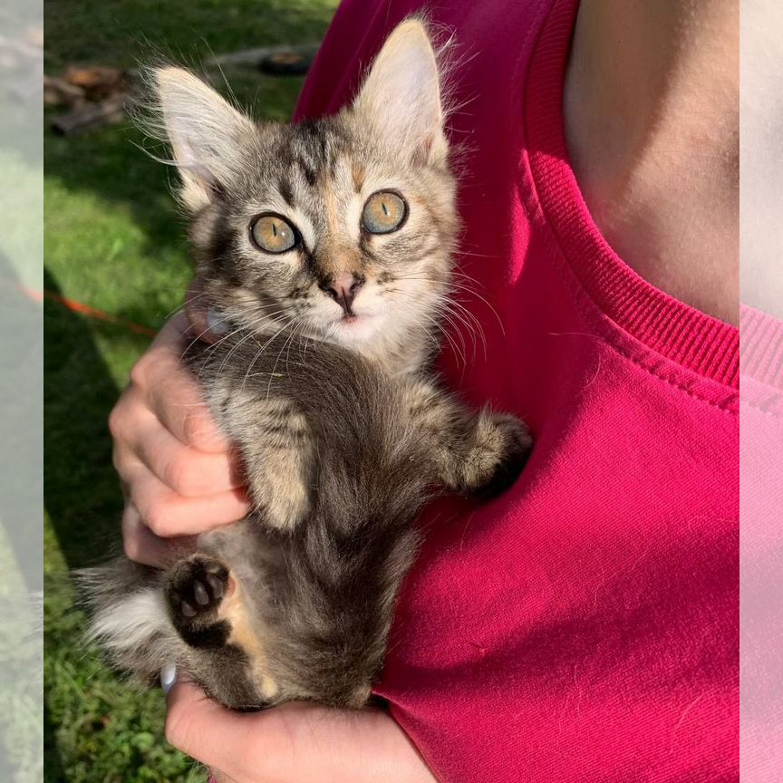 Котята