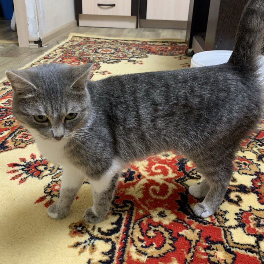 Взрослая, кошка в добрые руки