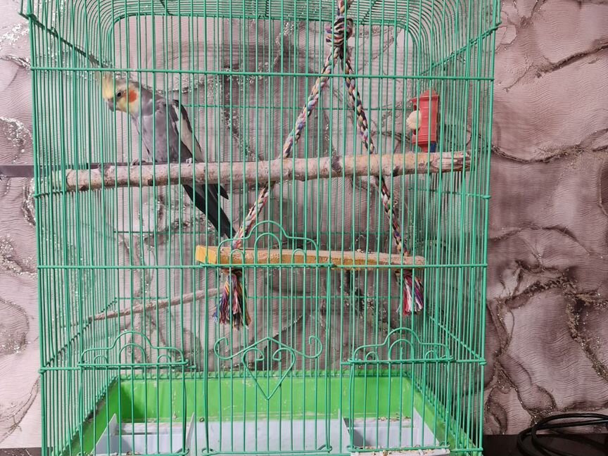 Попугай корелла с клеткой