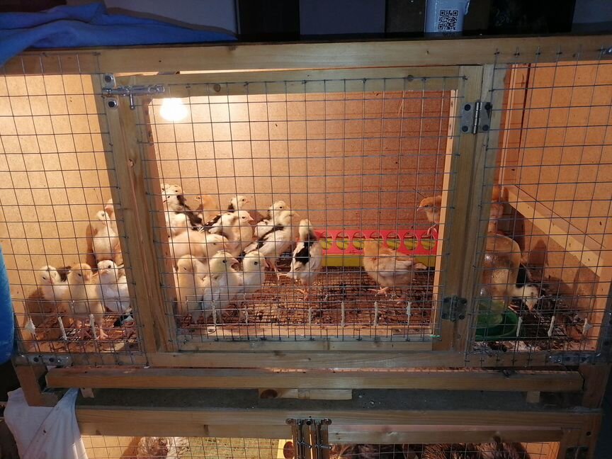 Легрон долматинец цыплята