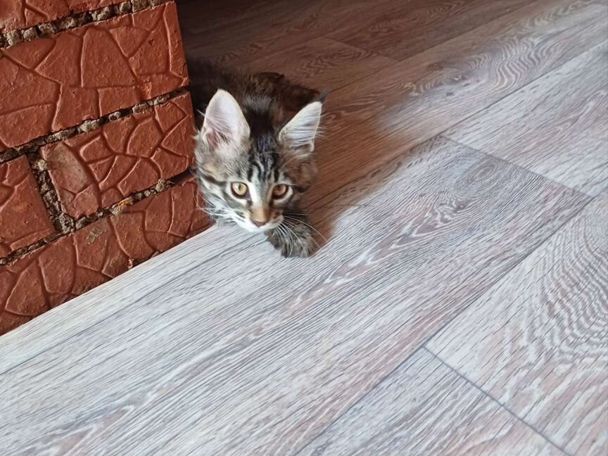 Котята мейн-кун