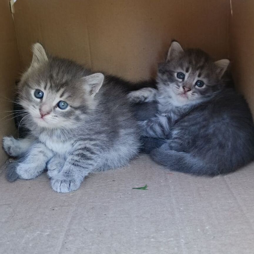 Котята в добрые руки бесплатно