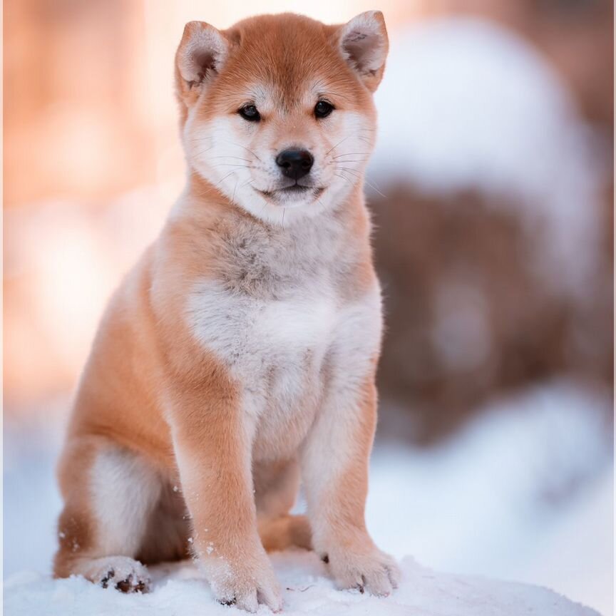 Сиба-ину, щенок