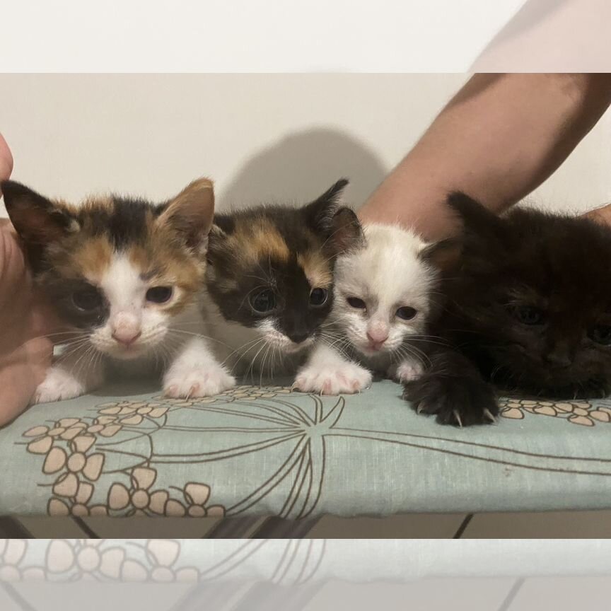 Котята в добрые руки