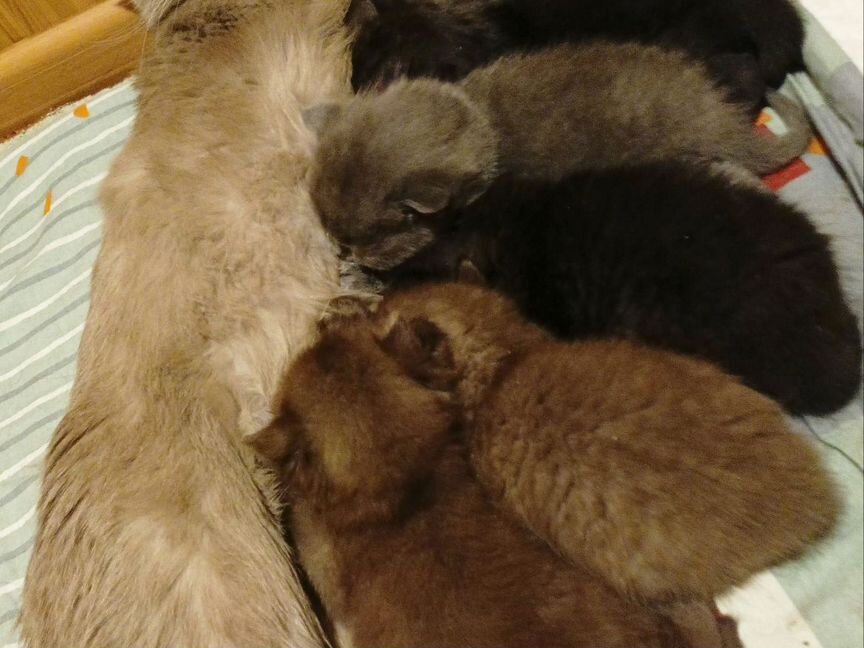 Шотландские котята