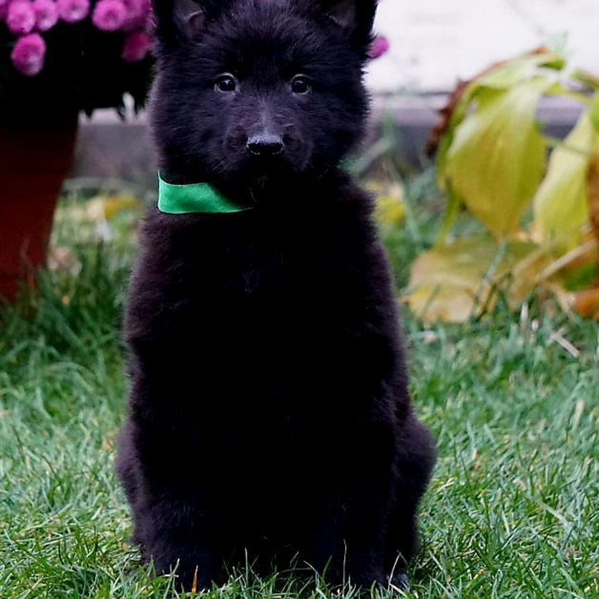 Бельгийская овчарка, щенок