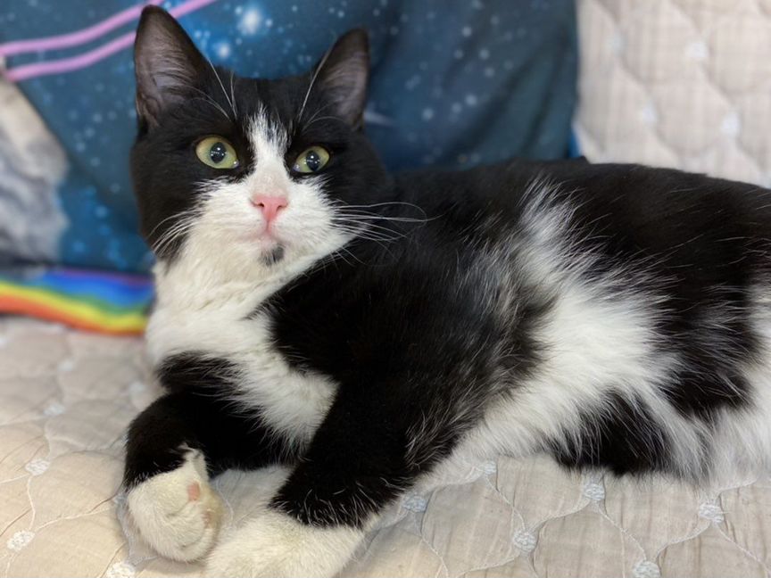 Котенок девочка в добрые руки