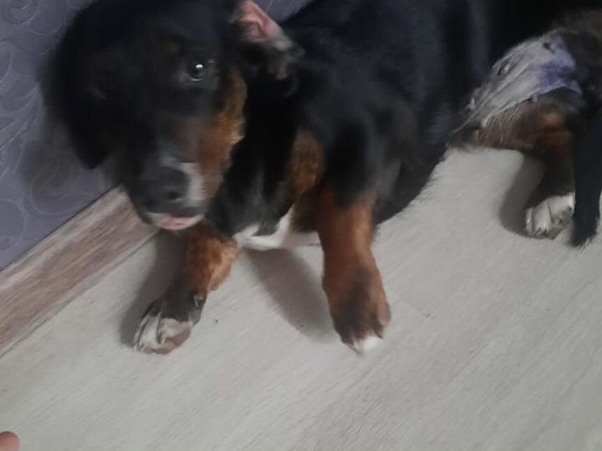 Такса потеряшка