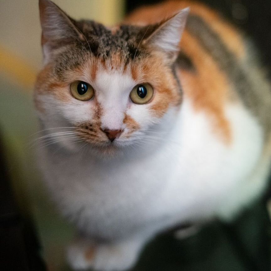 Кошка Фанта