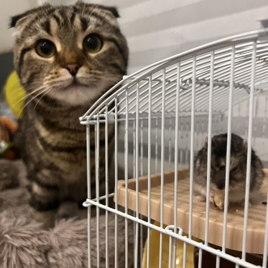 Кошка на вязку