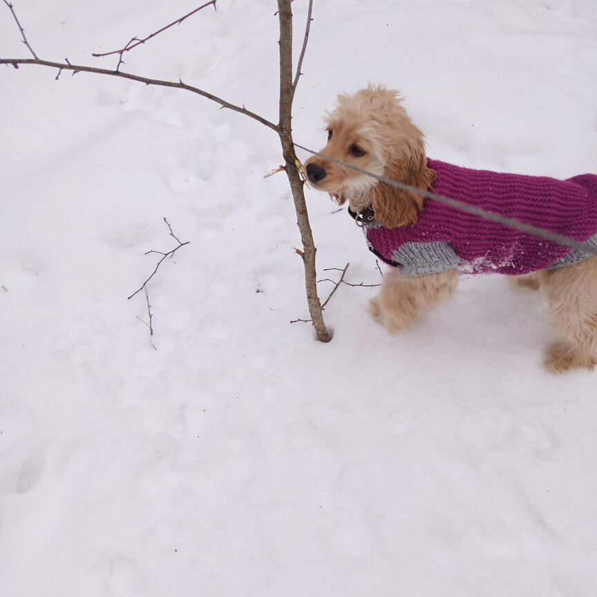 Свитерок для собачки