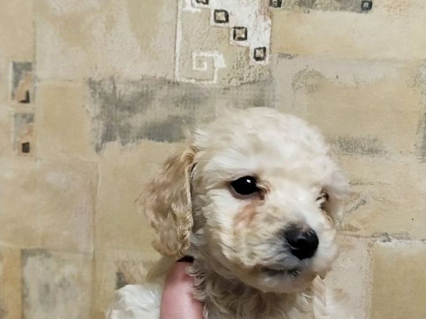 Очаровательные пуделяшки