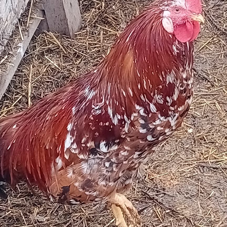 Курочки и петушок цветной легорн