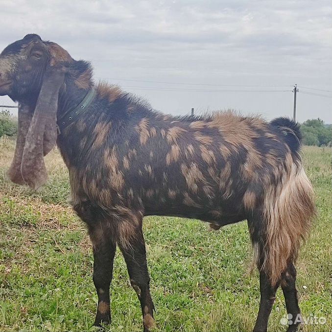 Чистопородный камори