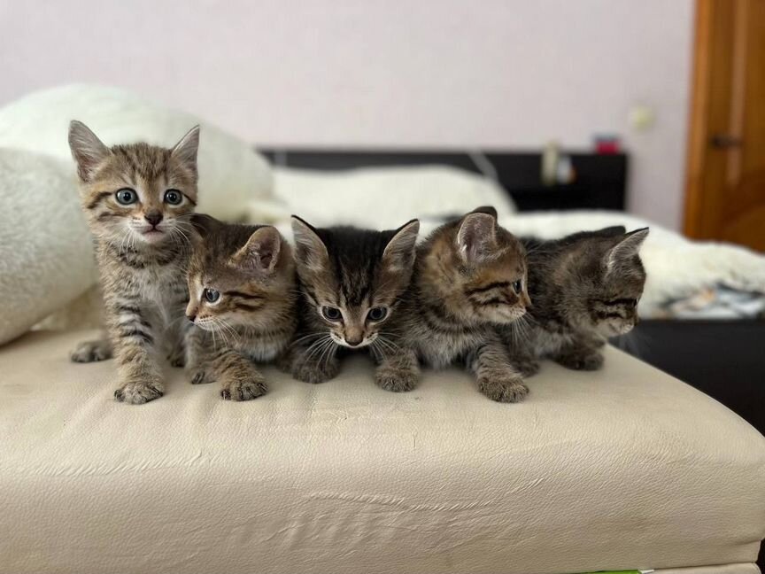 Котята в добрые руки