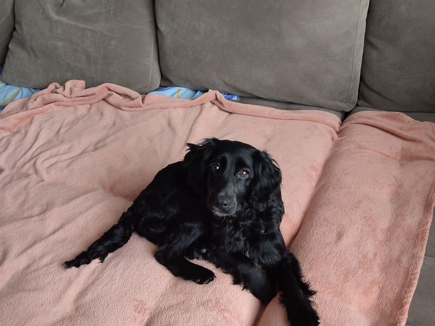 Собака в добрые руки даром