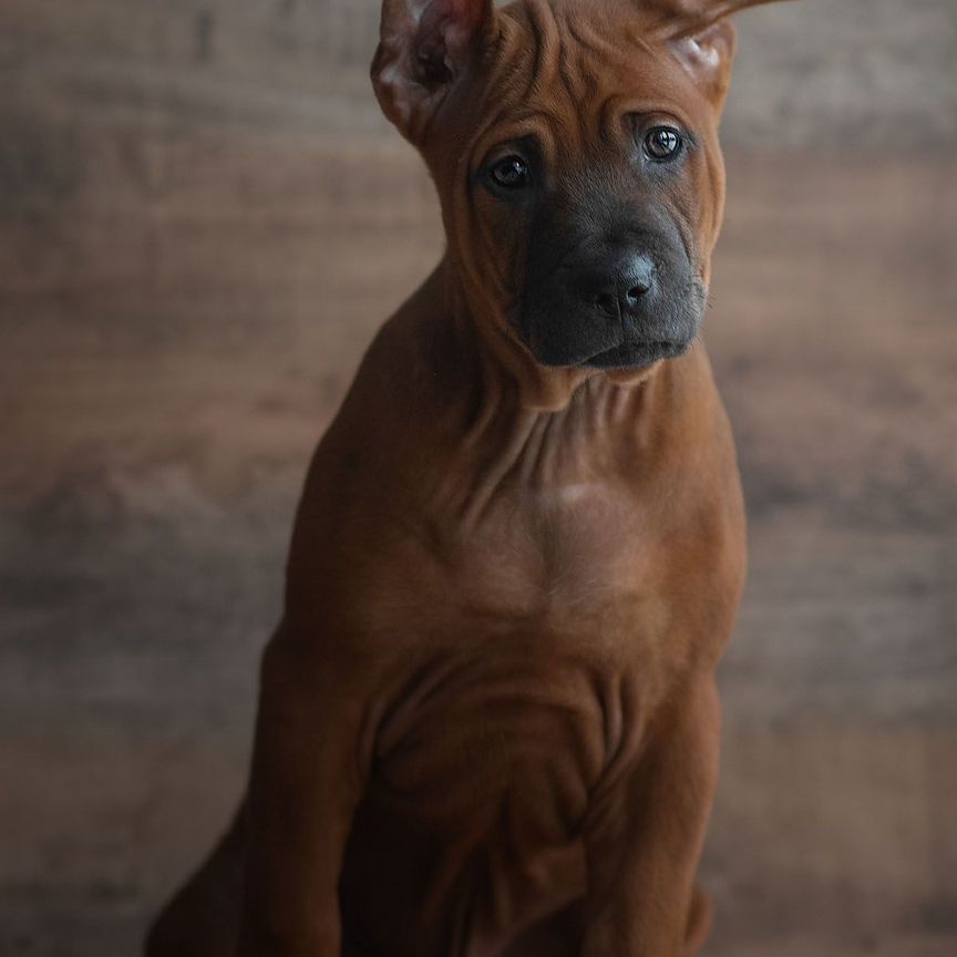 Тайский риджбек, щенок