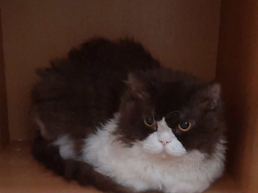 Молоденький мальчик породы селкирк рекс