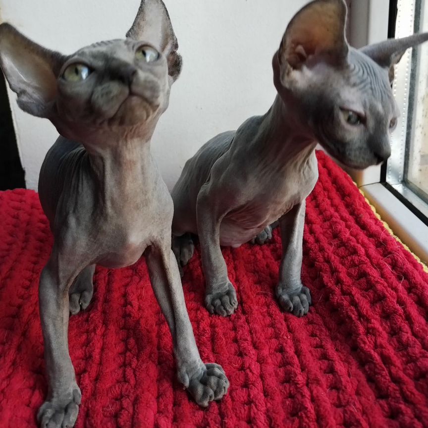 Канадский сфинкс котенок