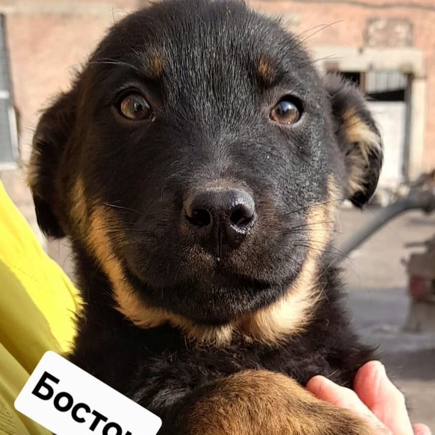 Бутуз Бостон для вашей охраны