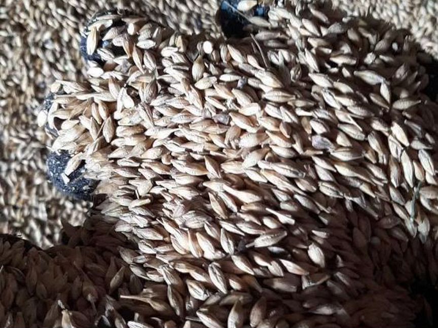 Сахарная свёкла, Кормовой овёс на корм/посев