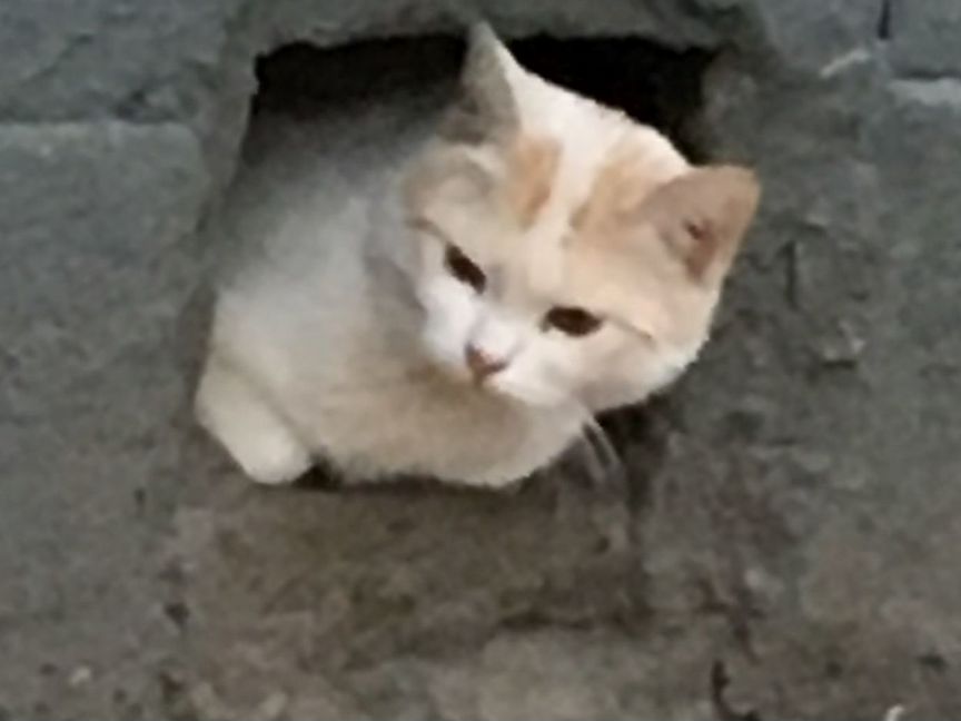 Котик бело-рыжий