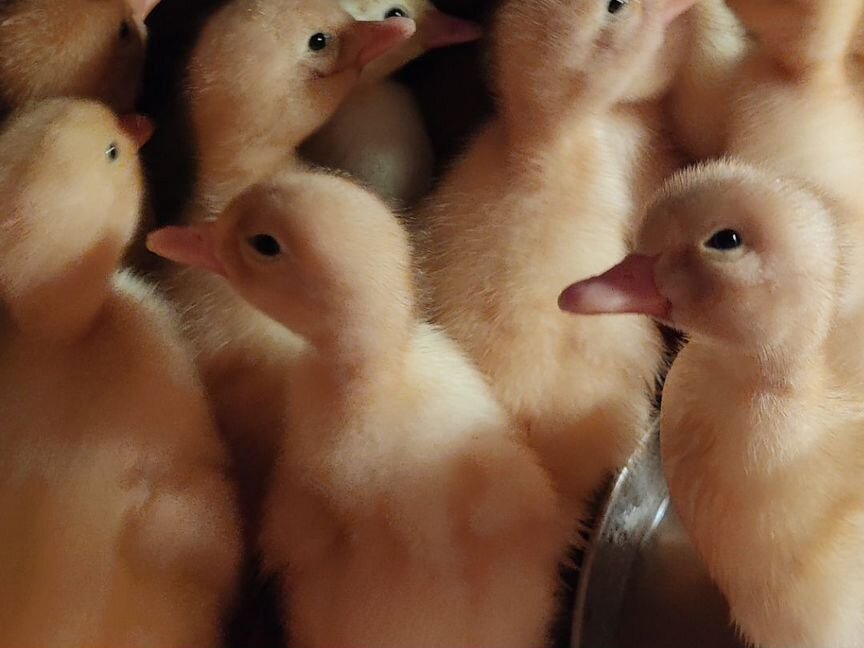 Утята Стар 53