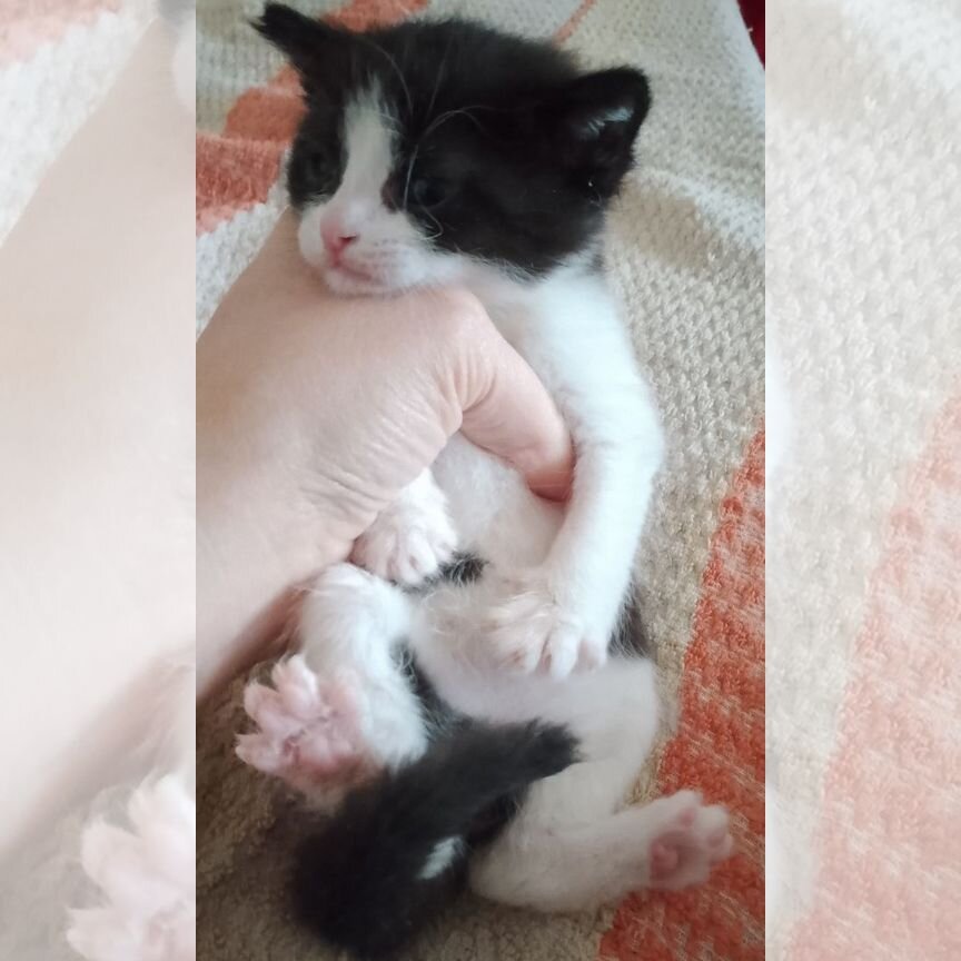 Котёнок в добрые руки