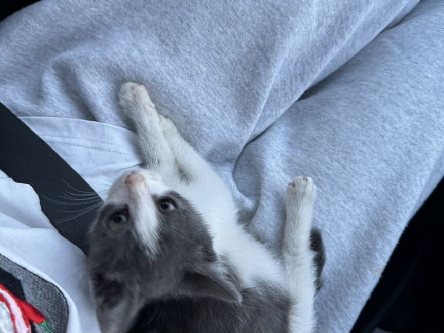 Котенок в добрые руки