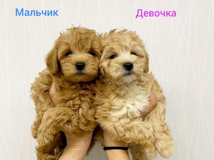 Щенки мальтипу f1