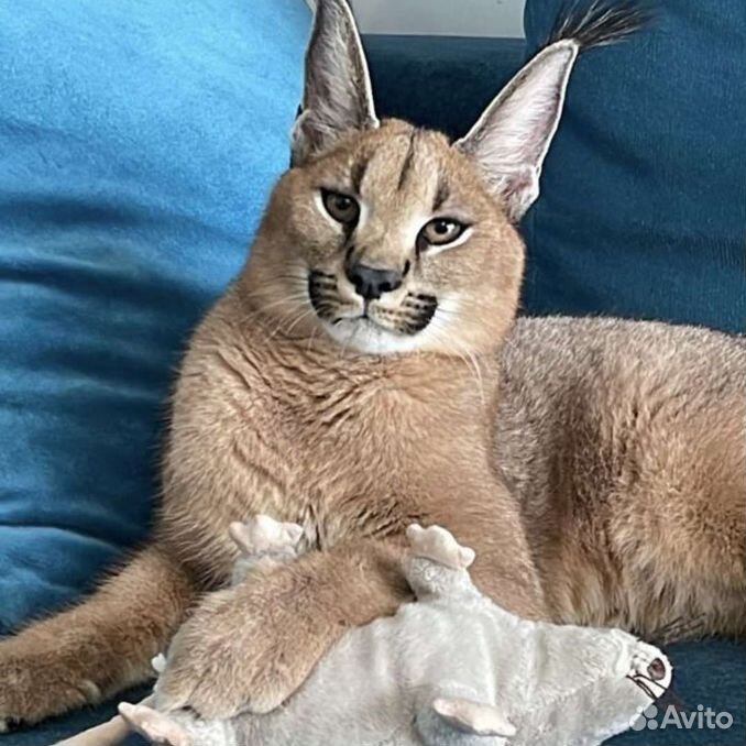 Кот каракет