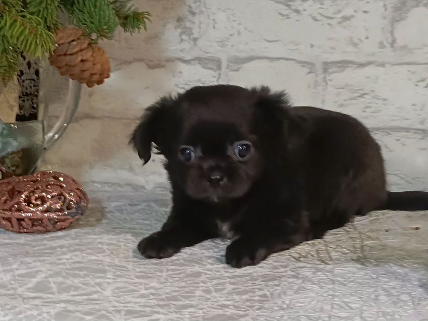 Щенки чихуахуа