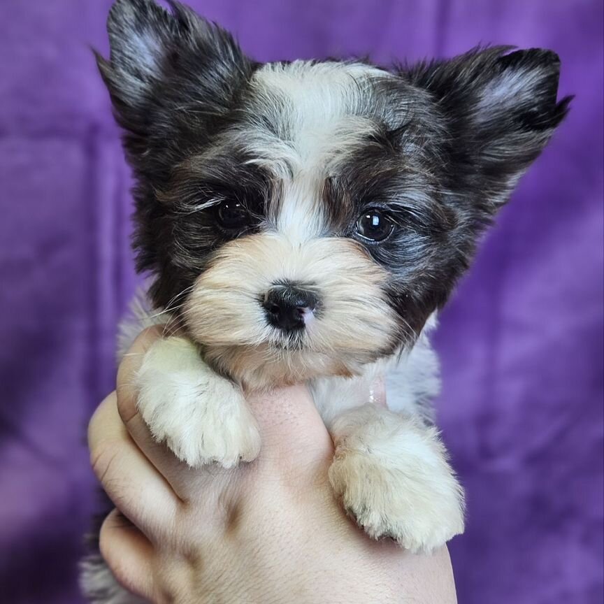 Бивер-йоркширский терьер, щенок