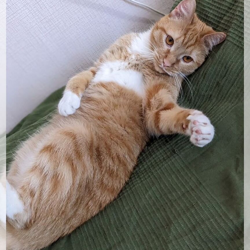 Курильский бобтейл короткошёрстный, взрослый кот