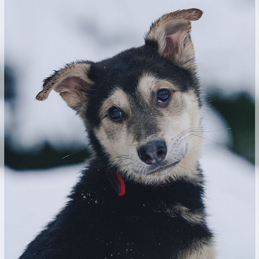 Щенок в добрые руки