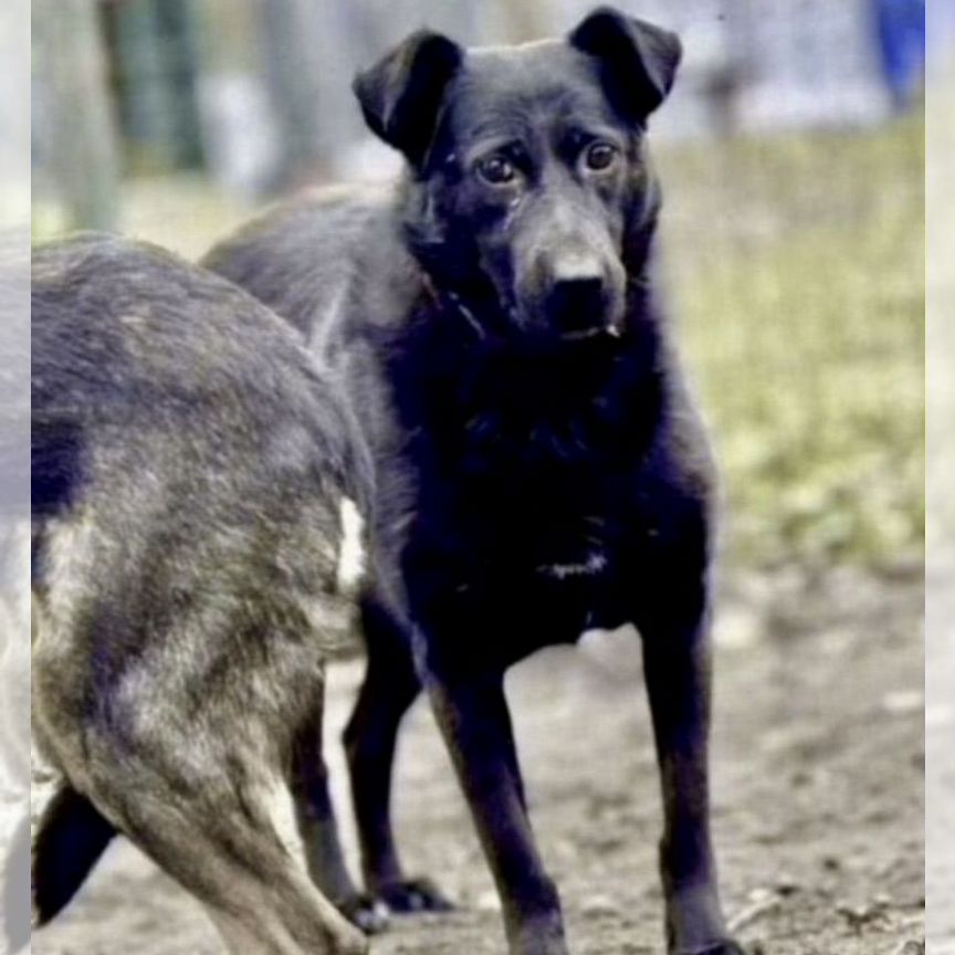 Взрослая собака в добрые руки