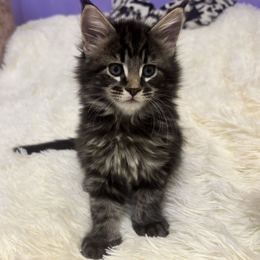 Котята мейн-кун