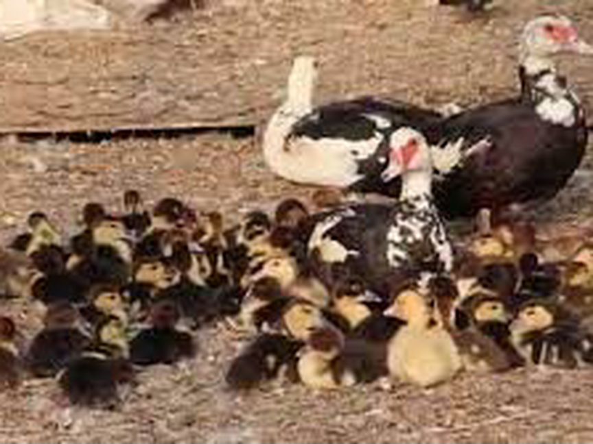 Мускусные утки