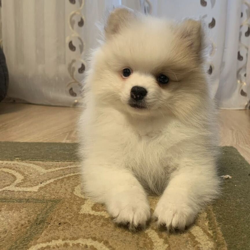 Немецкий шпиц