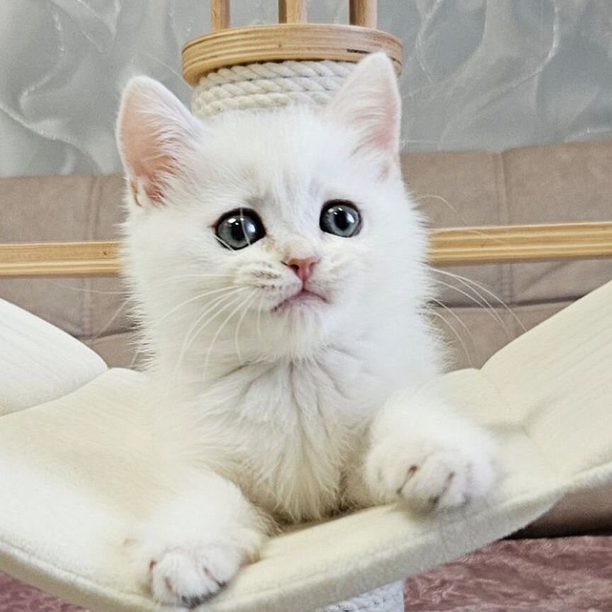 Серебристая шиншилла мальчик