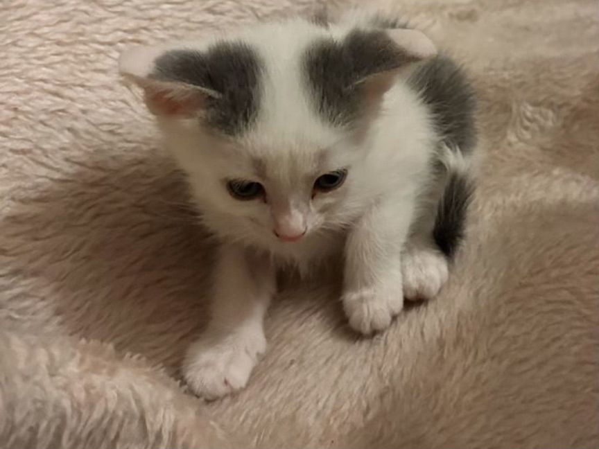 Сибирские котята в добрые руки