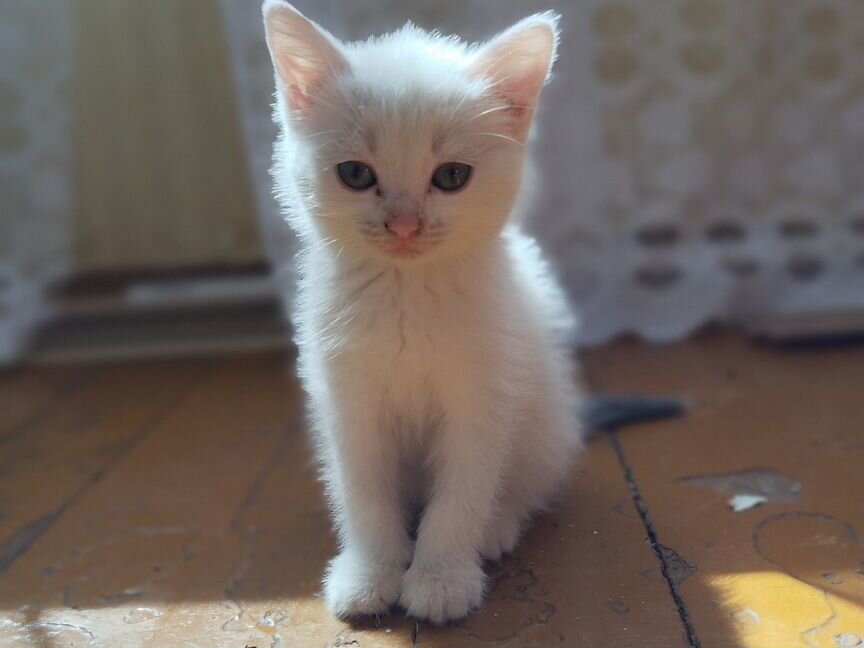 Отдам котят в добрые руки. Возраст 1,5 месяца