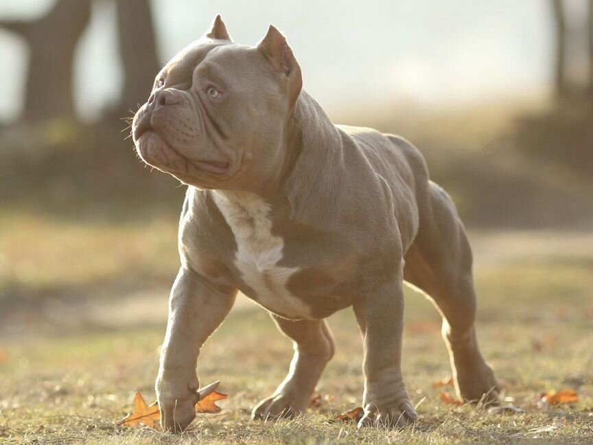 Малыши Американский булли питомник