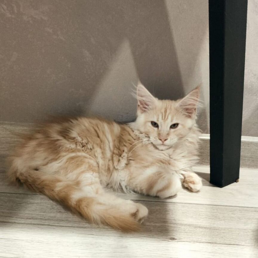 Котенок Мейн Кун 3 месяца